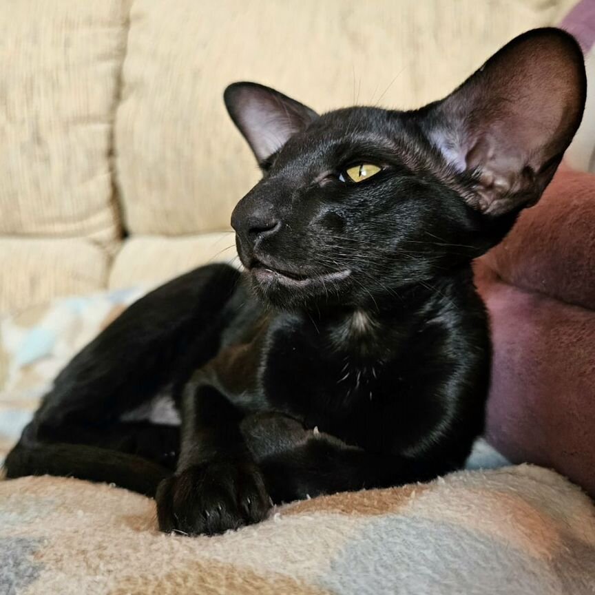 Ориентальный котёнок