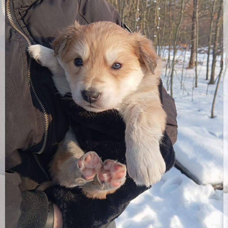 Щенок в добрые руки