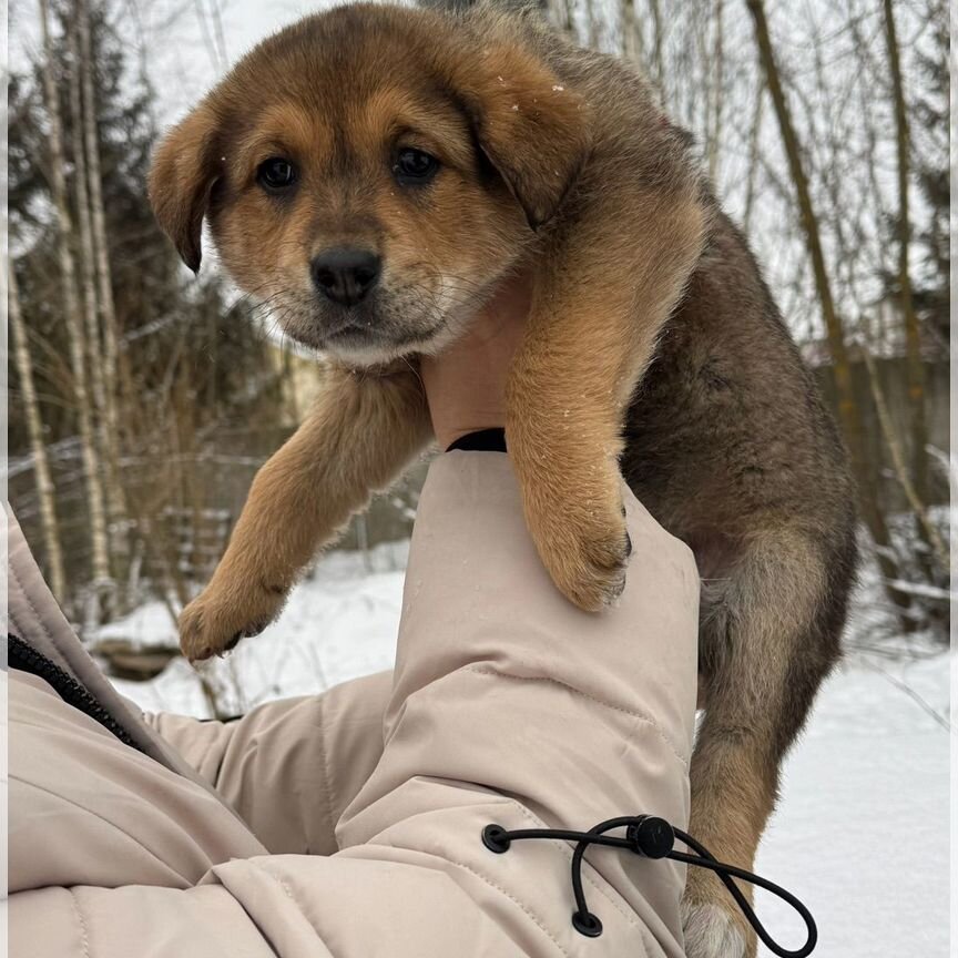 Полупородистые щенки