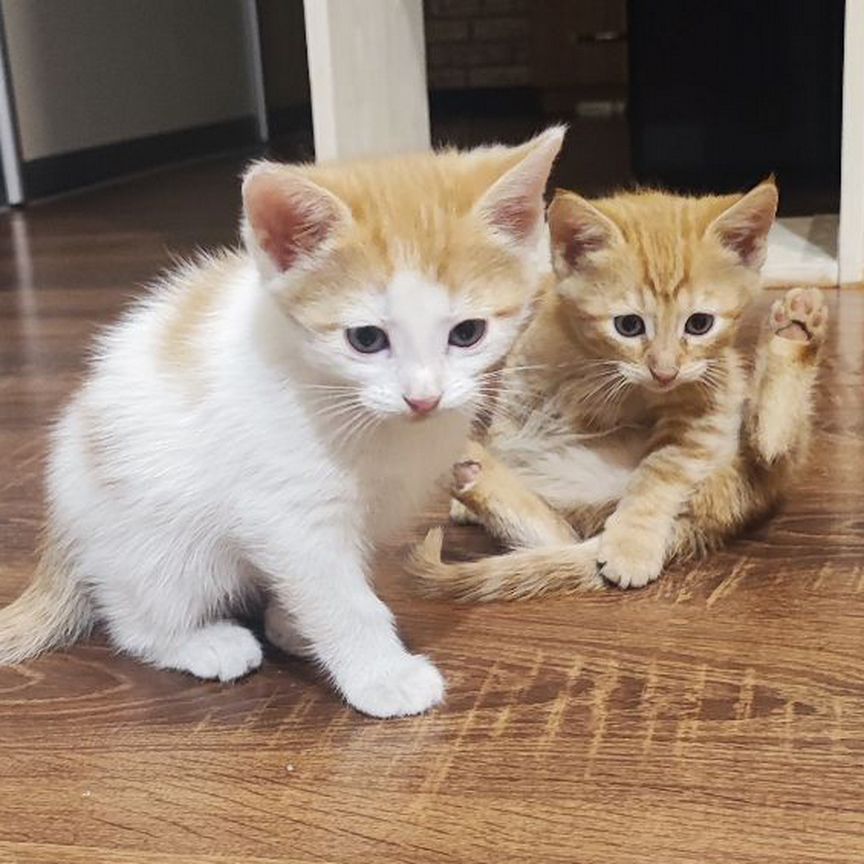 Отдам в добрые руки котят