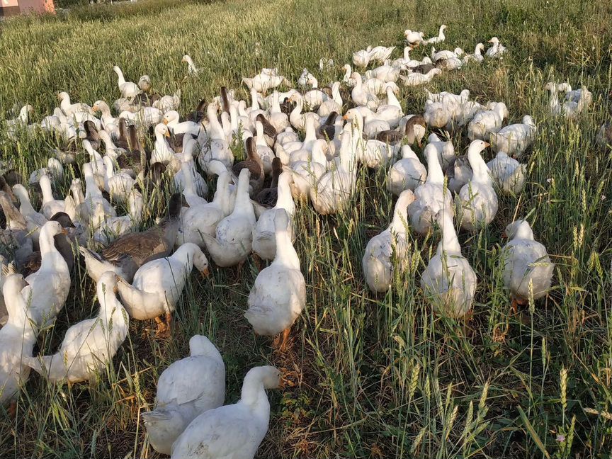 Гуси молодняк