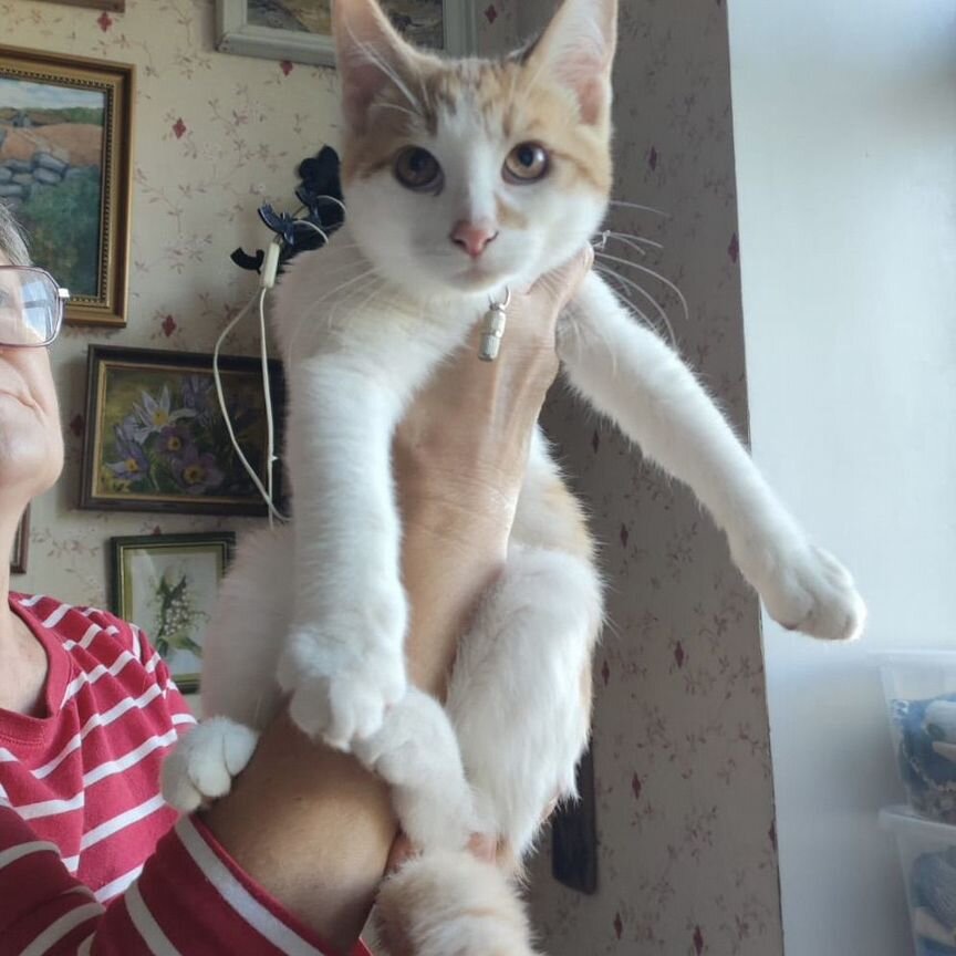 Котята домашние