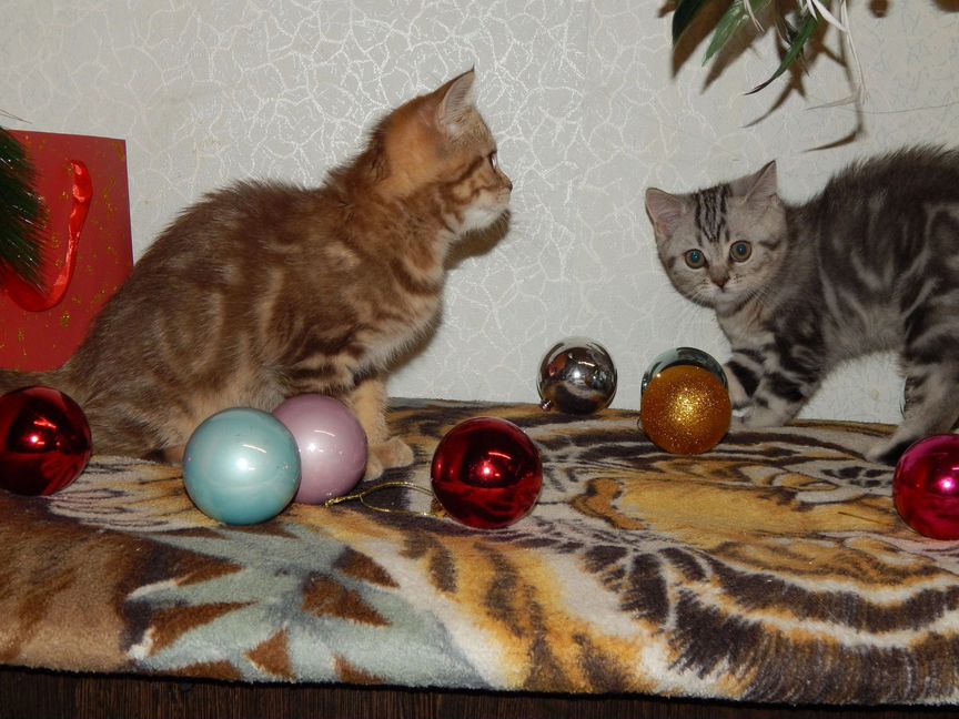 Новогодние чудо Шотландские котята