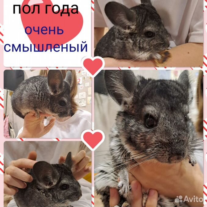 Продам шиншилу. С домом и всем нужным в комплекте