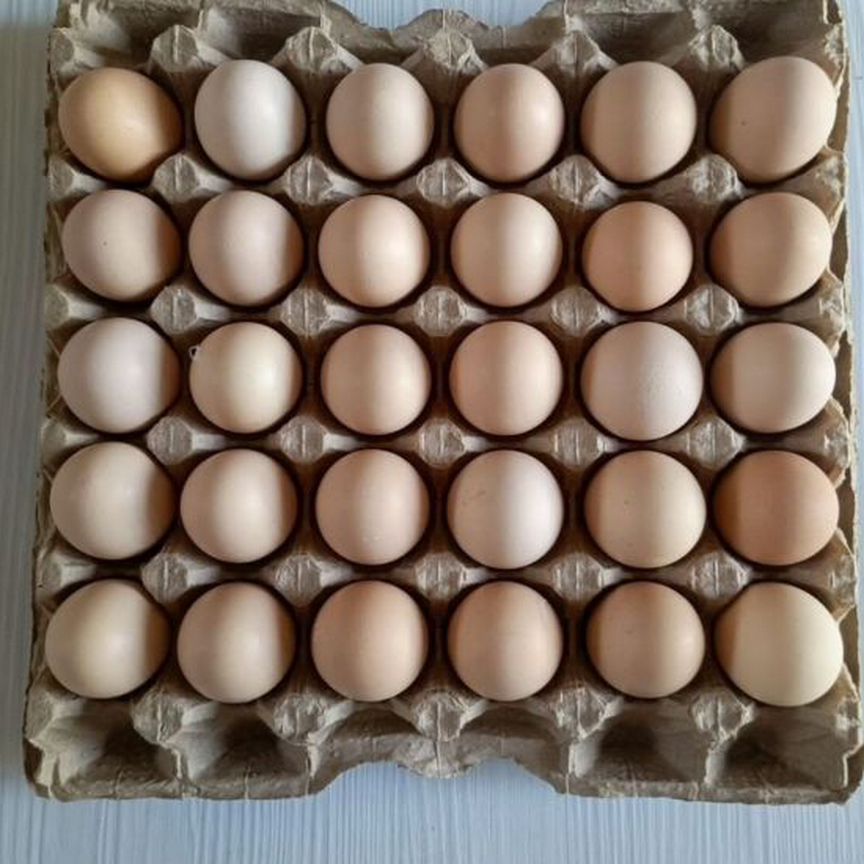 Инкубационное яйцо бройлеров Кобб 700