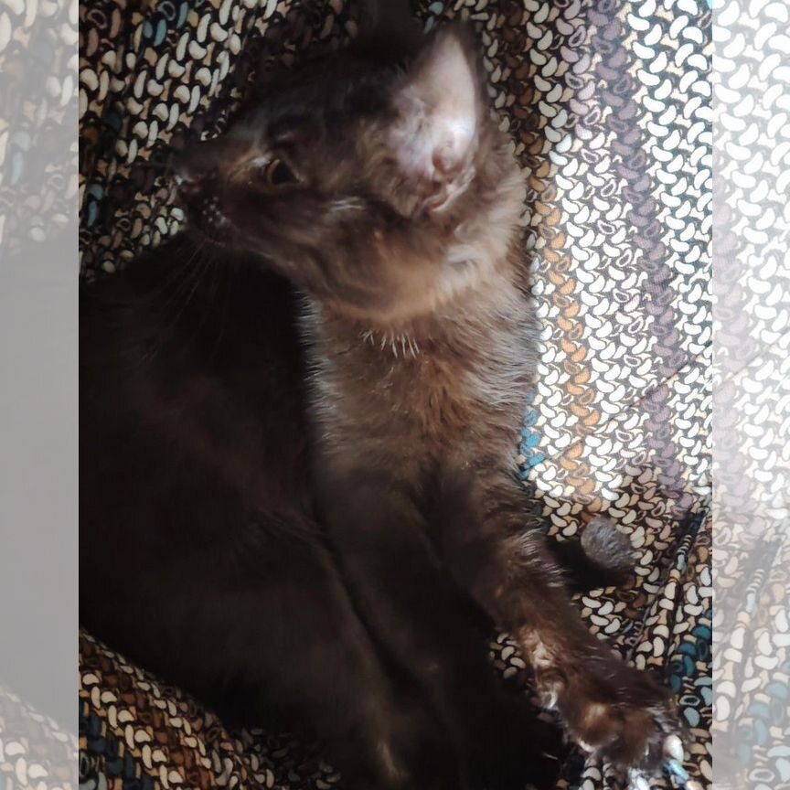 Котенок в добрые руки