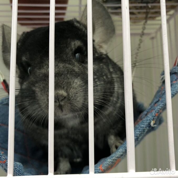 Шиншилла мальчик+ клетка