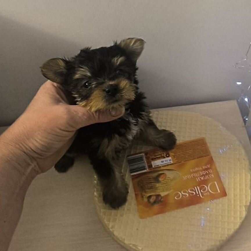 Щенок от частного владельца