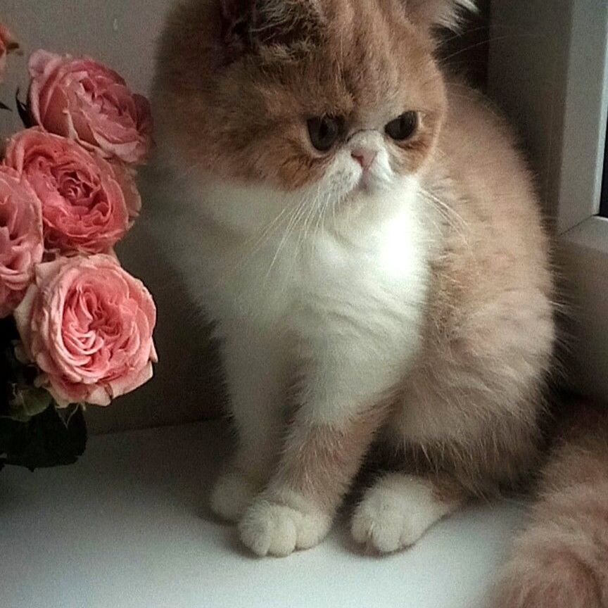 Котик для обеспеченных хозяев