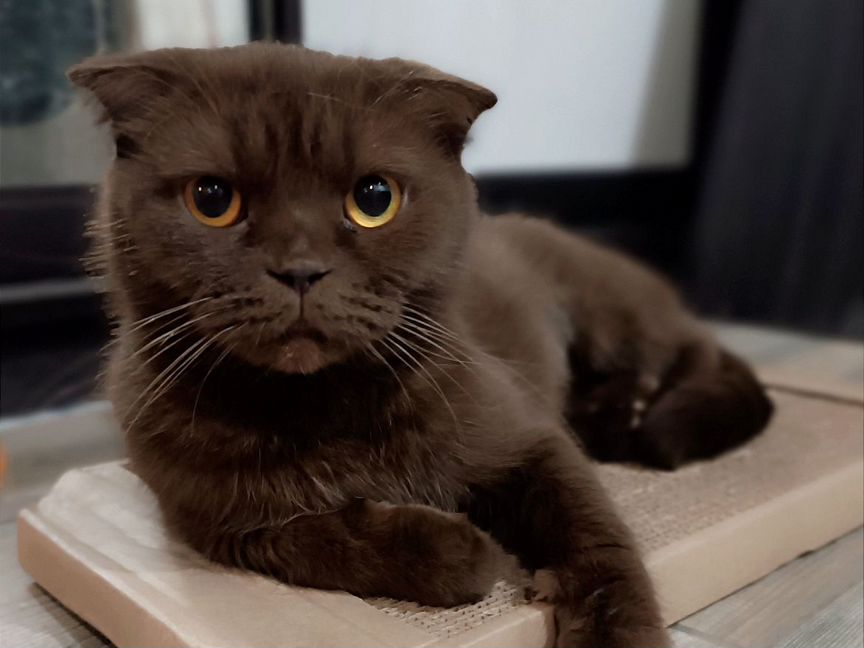 Кошечка шотландская вислоухая