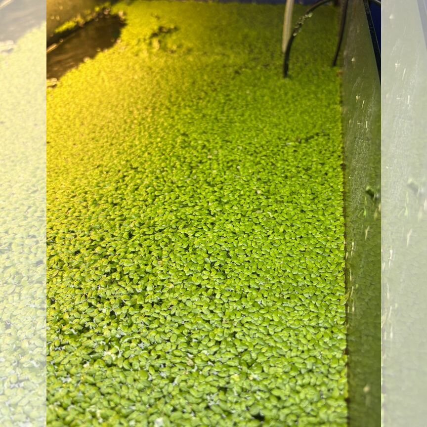 Ряска для аквариума