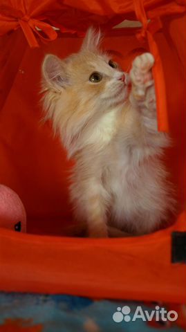 Самый сладкий котенок ищет дом