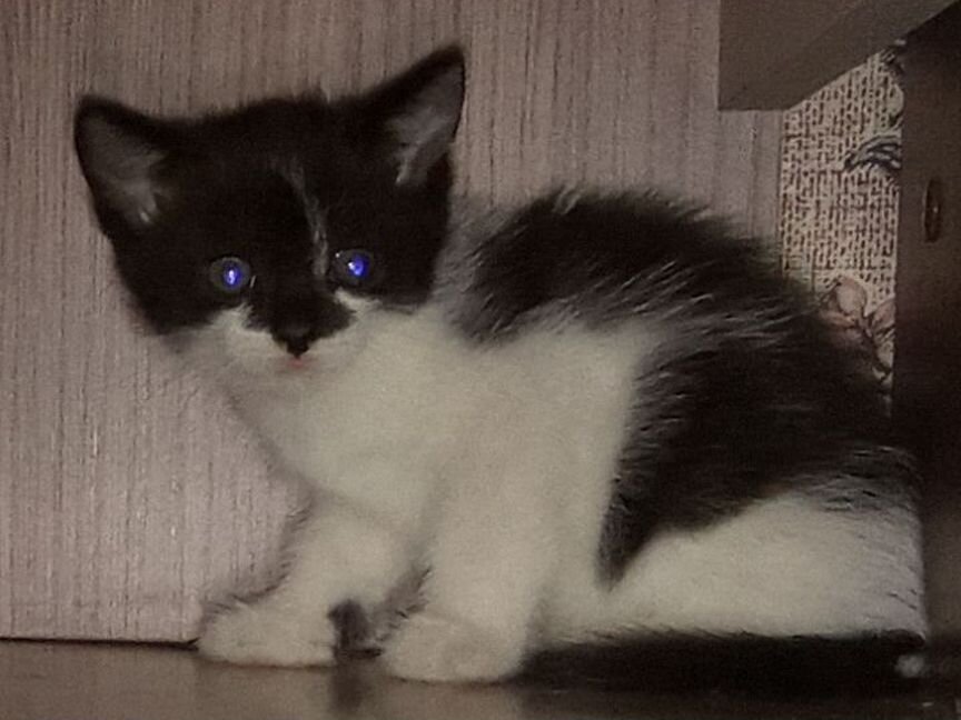 Отдам котенка в добрые руки