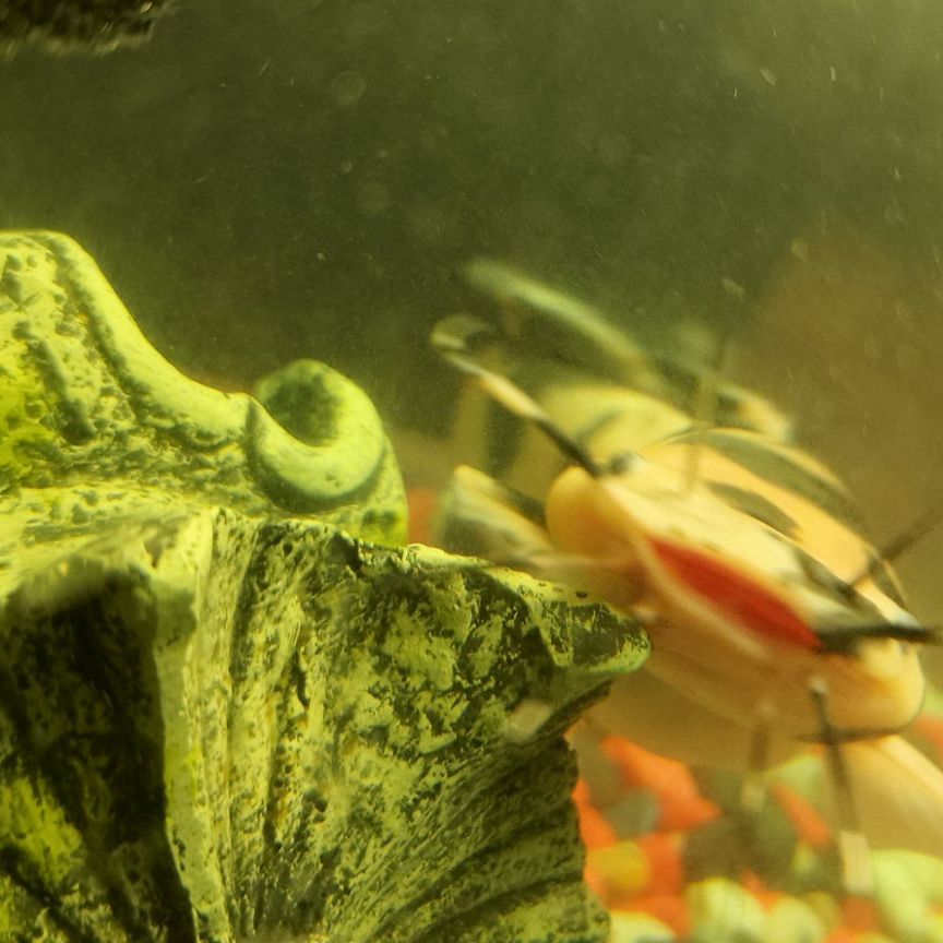 Сом клариус