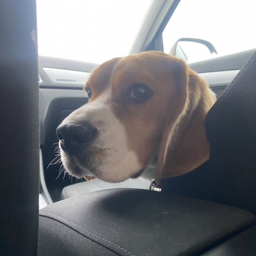 Найден бигль