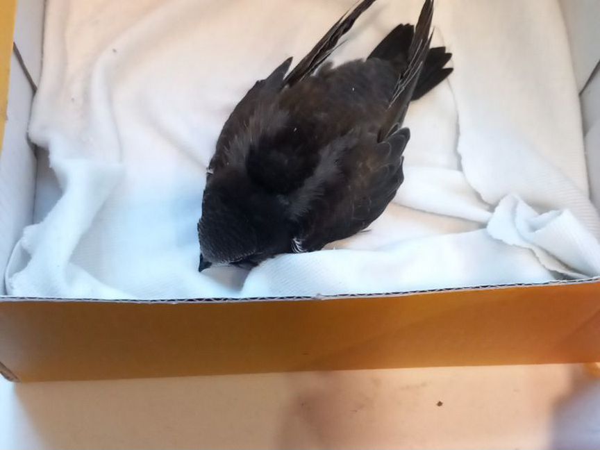 Отдам птенчика стрижа