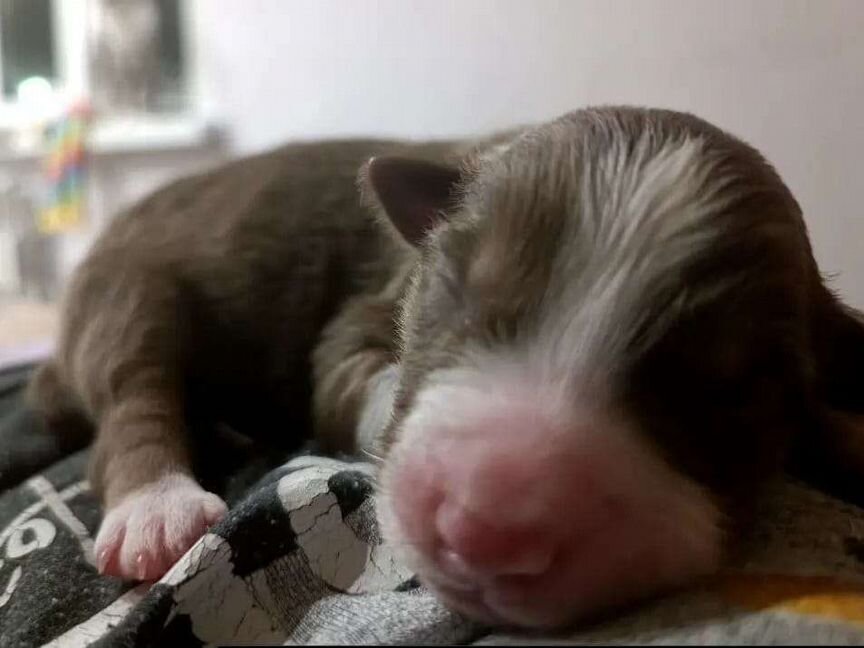 Щенки аусси Аусси Австралийская Овчарка