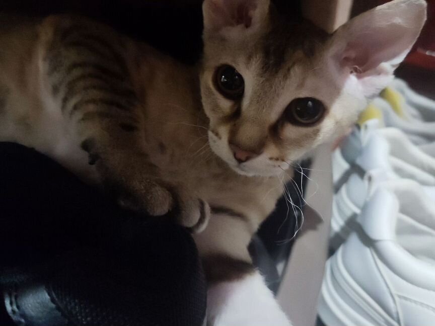 Котенок сфинкс велюр