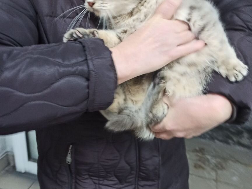 Подрощенный красивый котенок