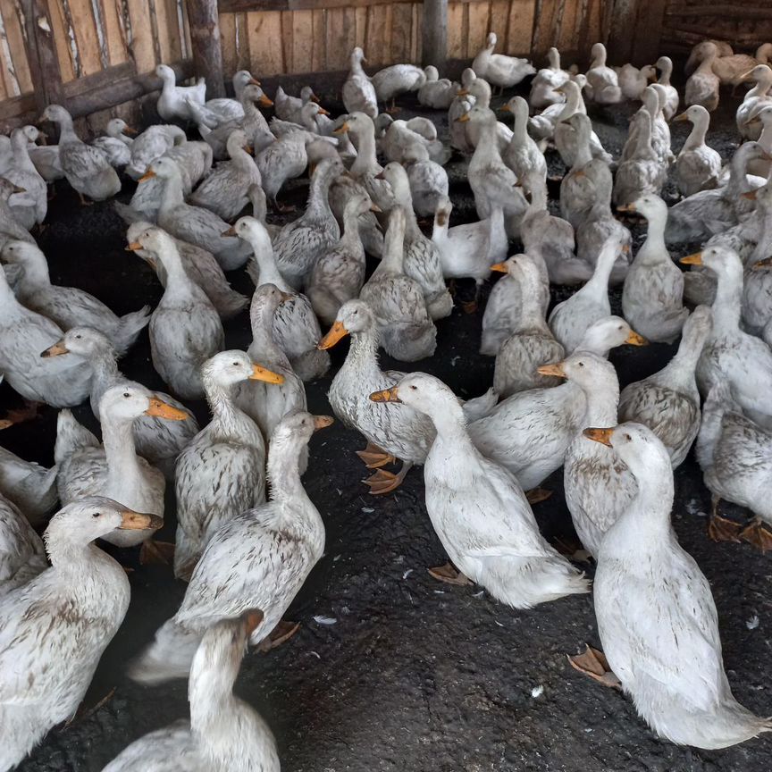 Бройлерные утки