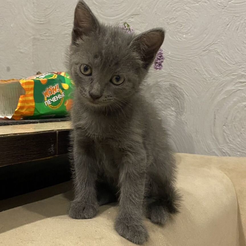 Котёнок в добрые руки