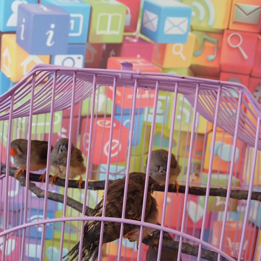 Зебровые амадины