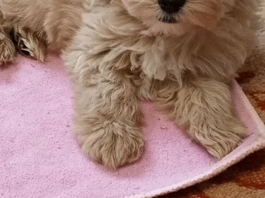 Щенки цветного йорка