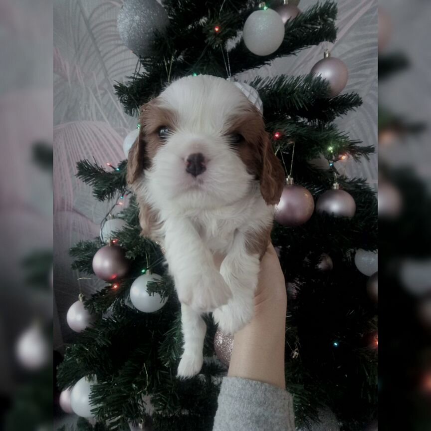 Новогодние щенки кавалер кинг Чарльз спаниель