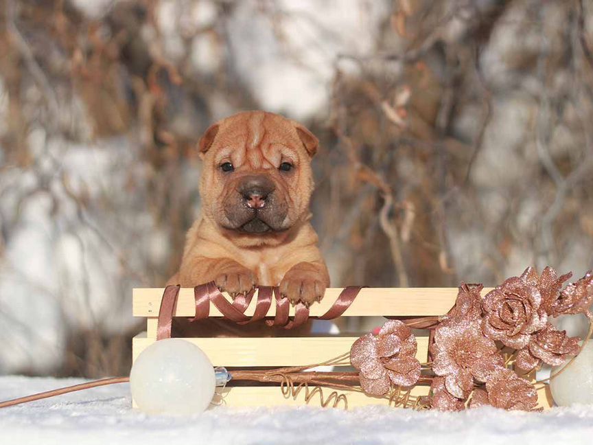 Шарпей шикарная девочка