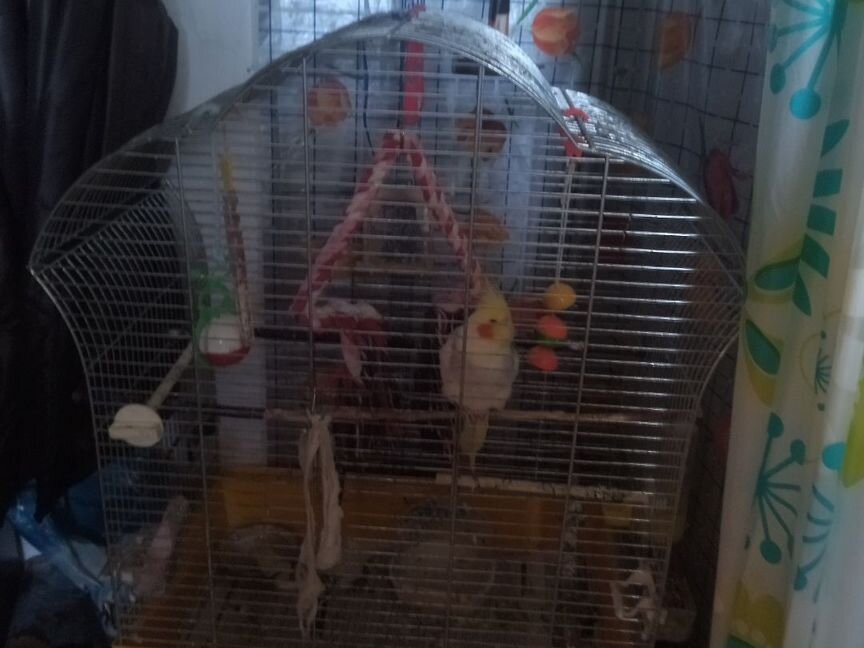 Попугай корелла мальчик