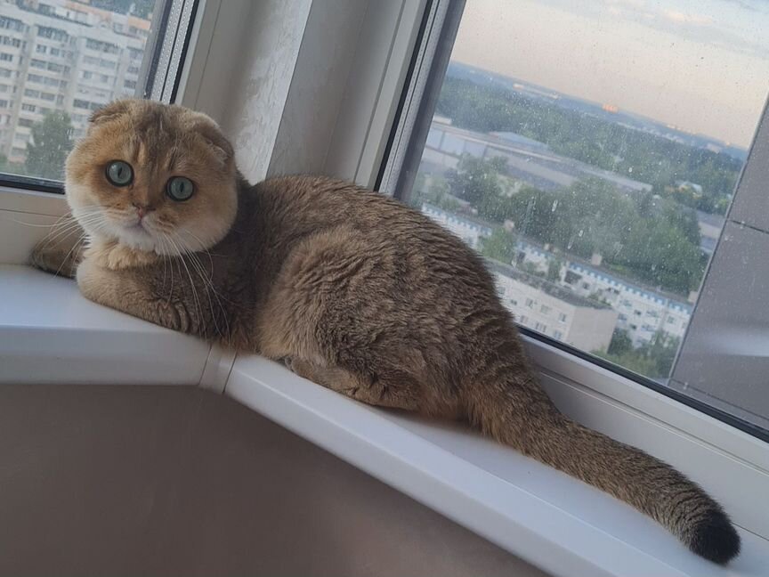 Шотландский кот