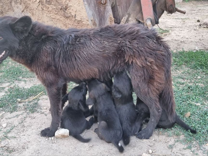 Пастушья собака