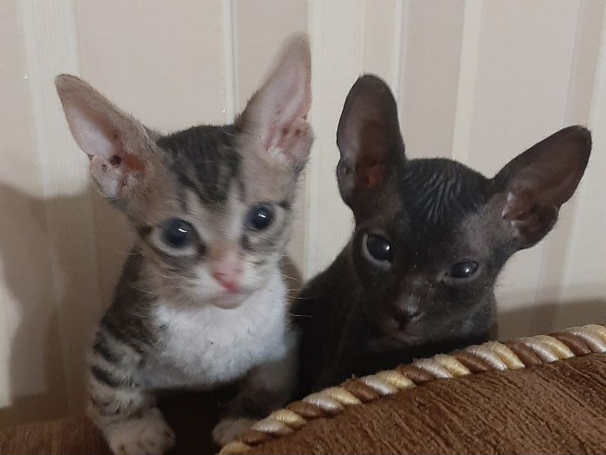 Канадский сфинкс, 2 девочки