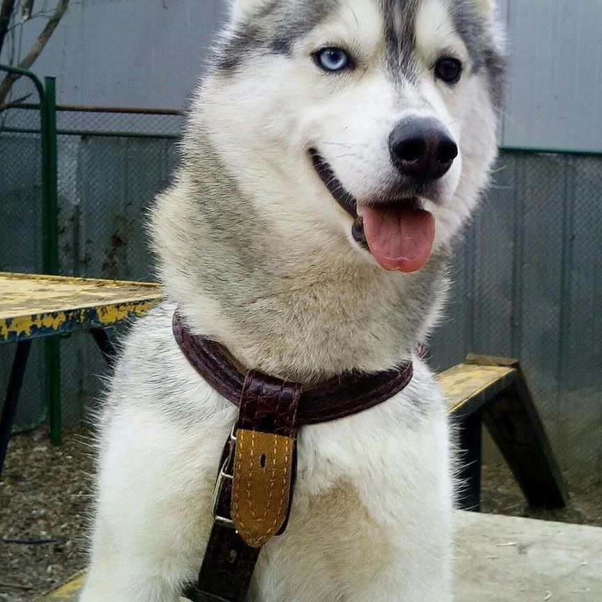 Хаски в добрые руки