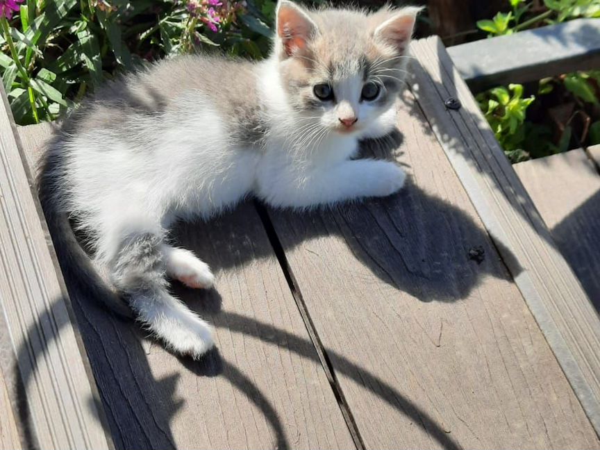 Лапочка, котёнок Египетской Мао