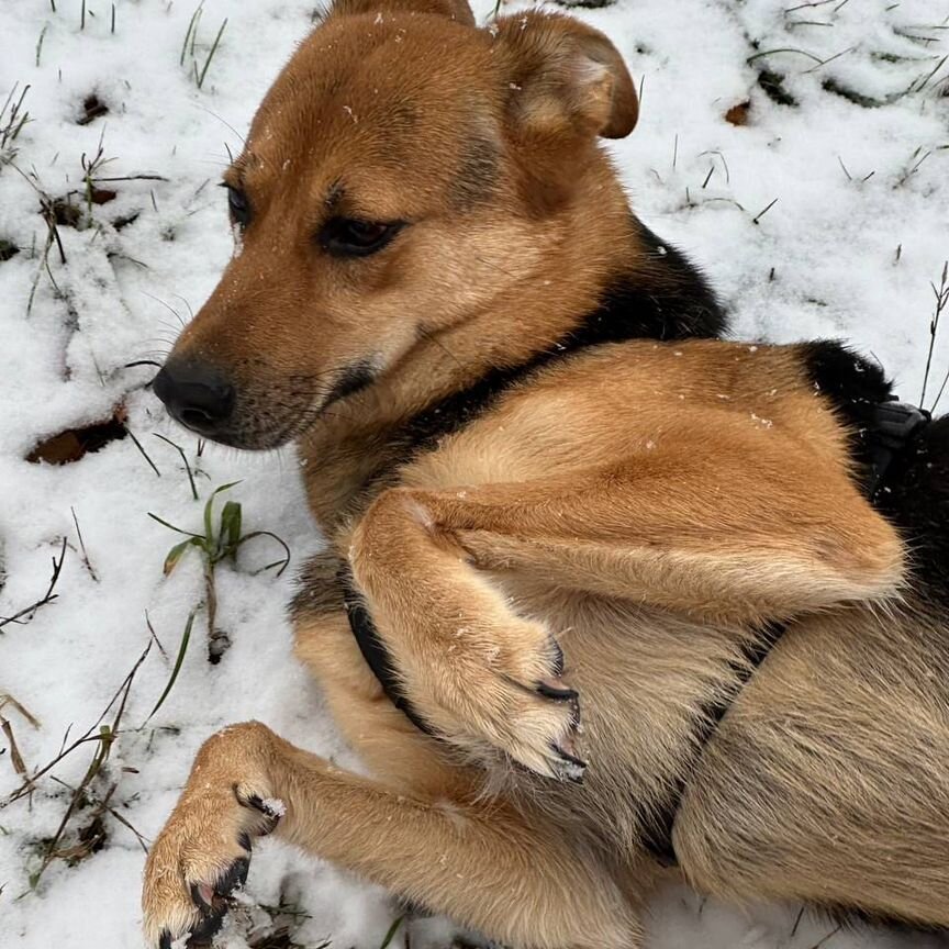 Собака в добрые руки. Кира ищет семью
