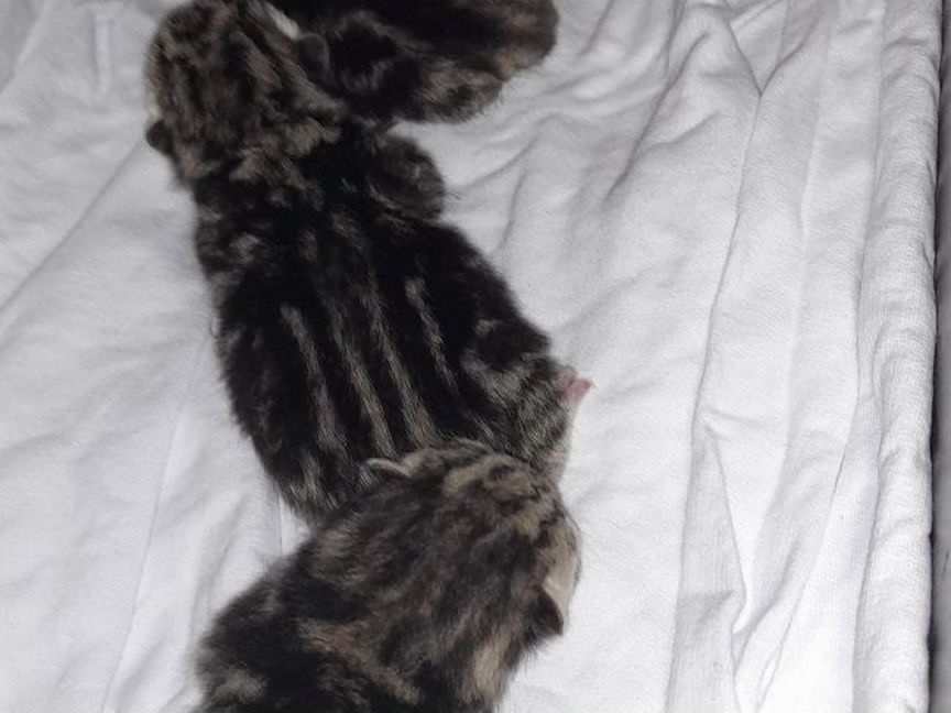 Котята