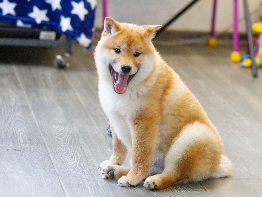 Мальчики сиба шиба ину, мини и стандарт