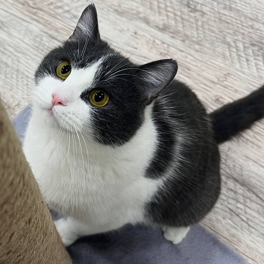 Взрослый кот в добрые руки