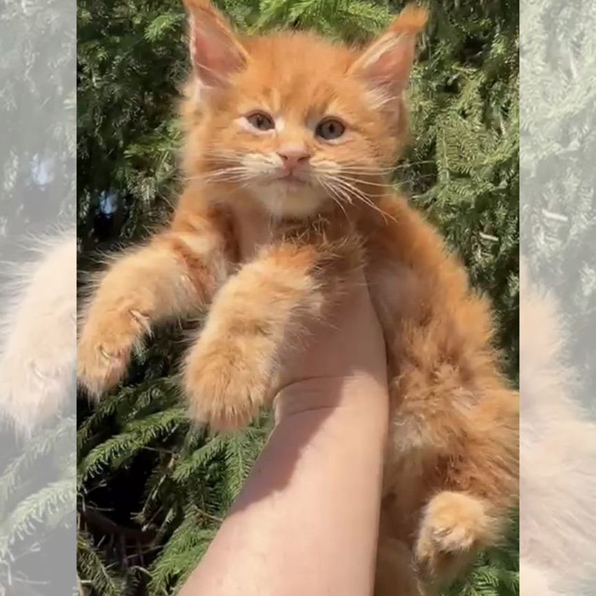 Супер кисти котенок мейн кун