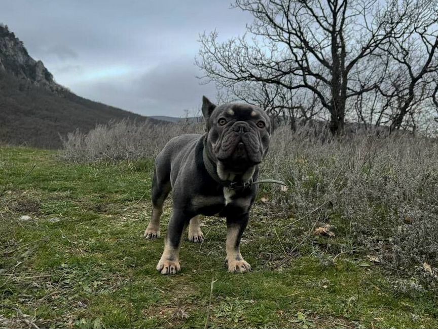 Вениамин Карамболик вязка