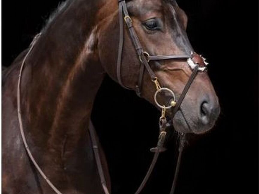 Kavalkade Bridle Diandro mexican noseband