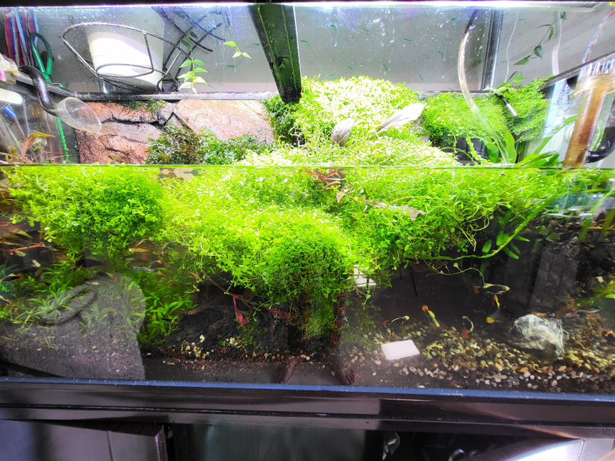 Аквариумные растения