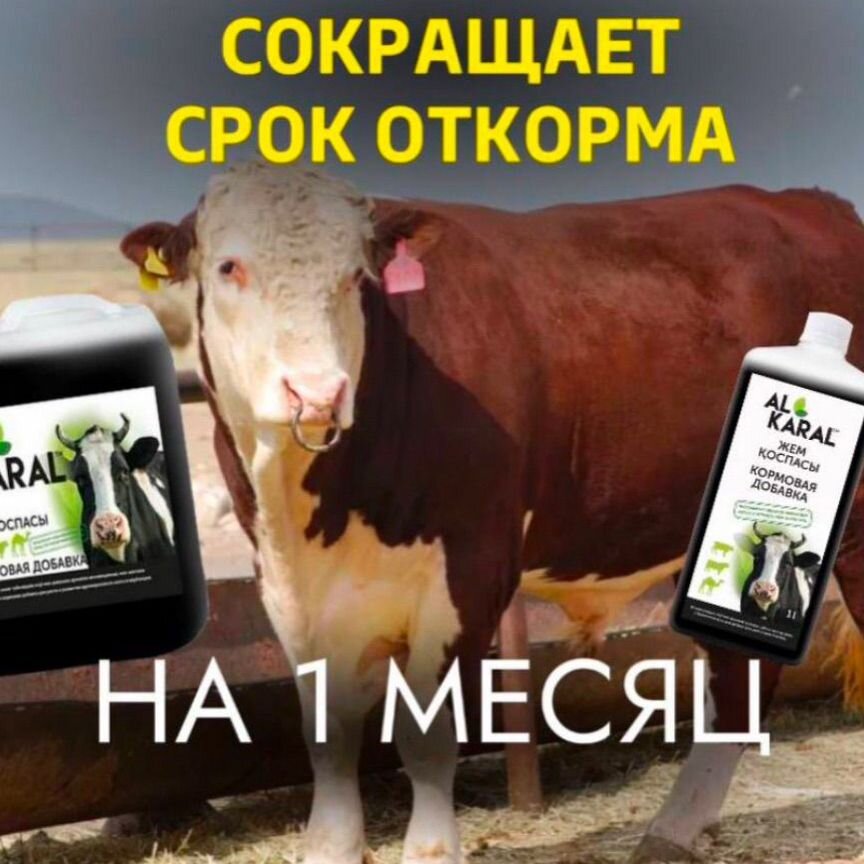 Добавка для бычков, повысит продуктивность