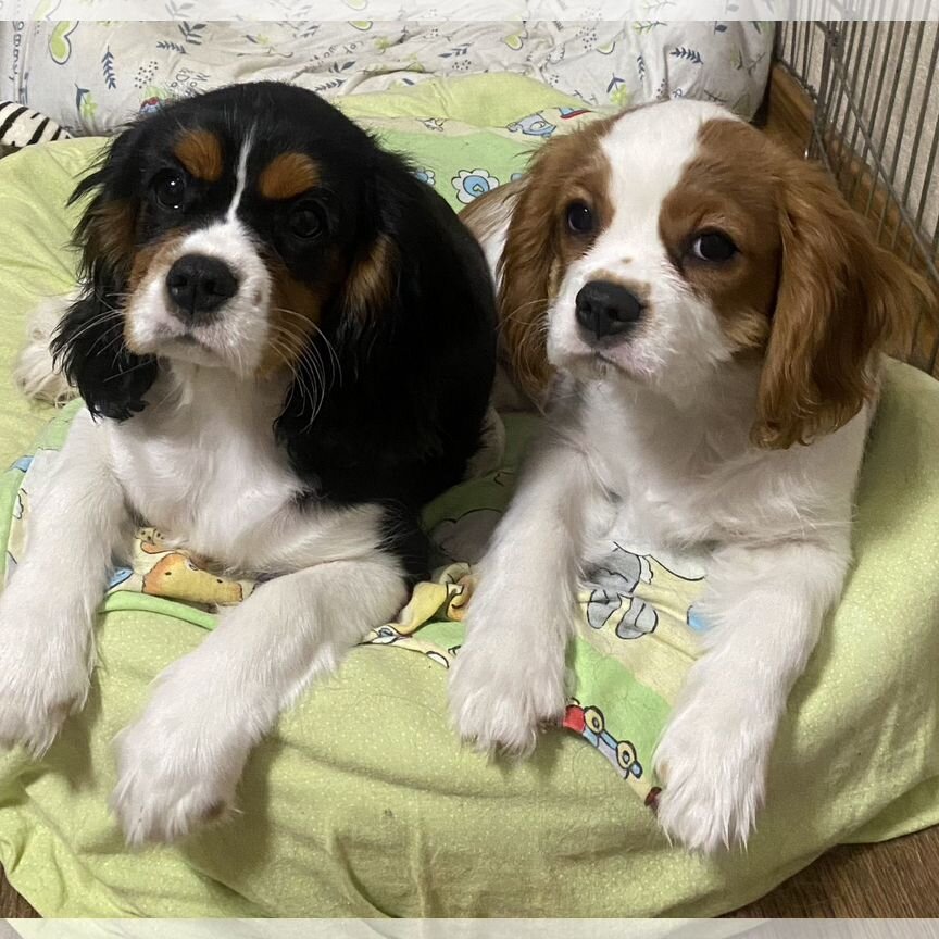 Кавалер кинг-чарльз-спаниель, щенок