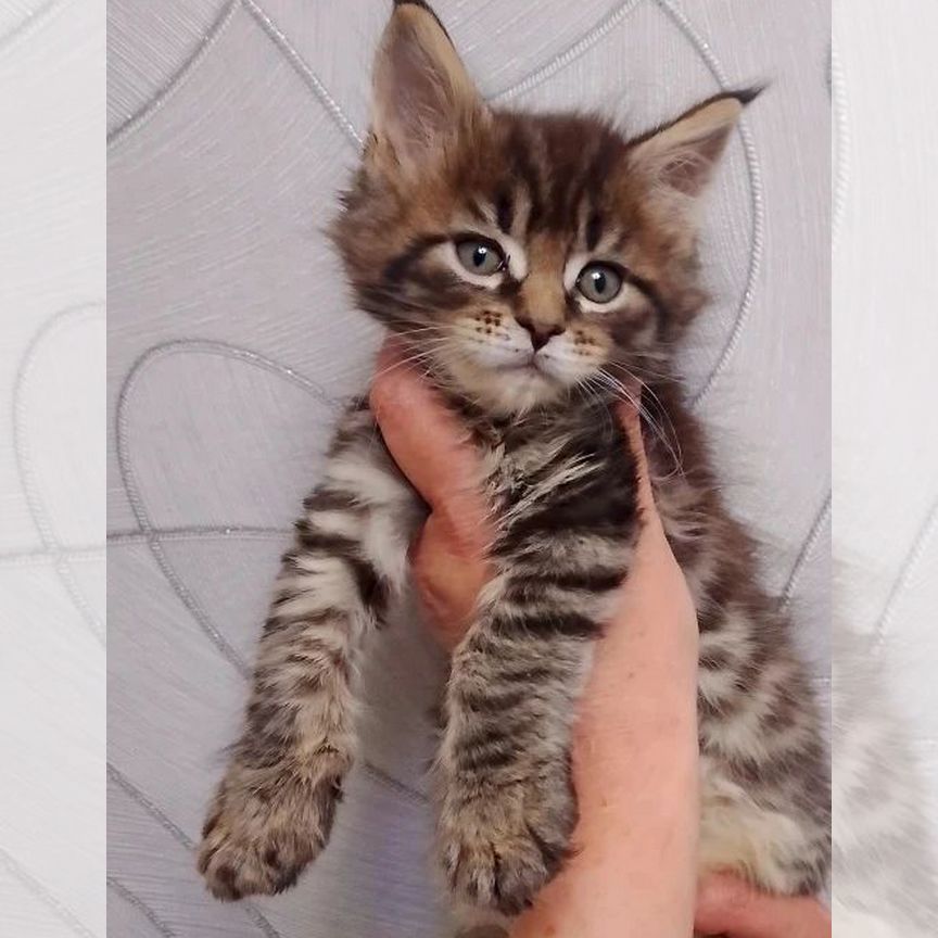 Мейн-кун котёнок