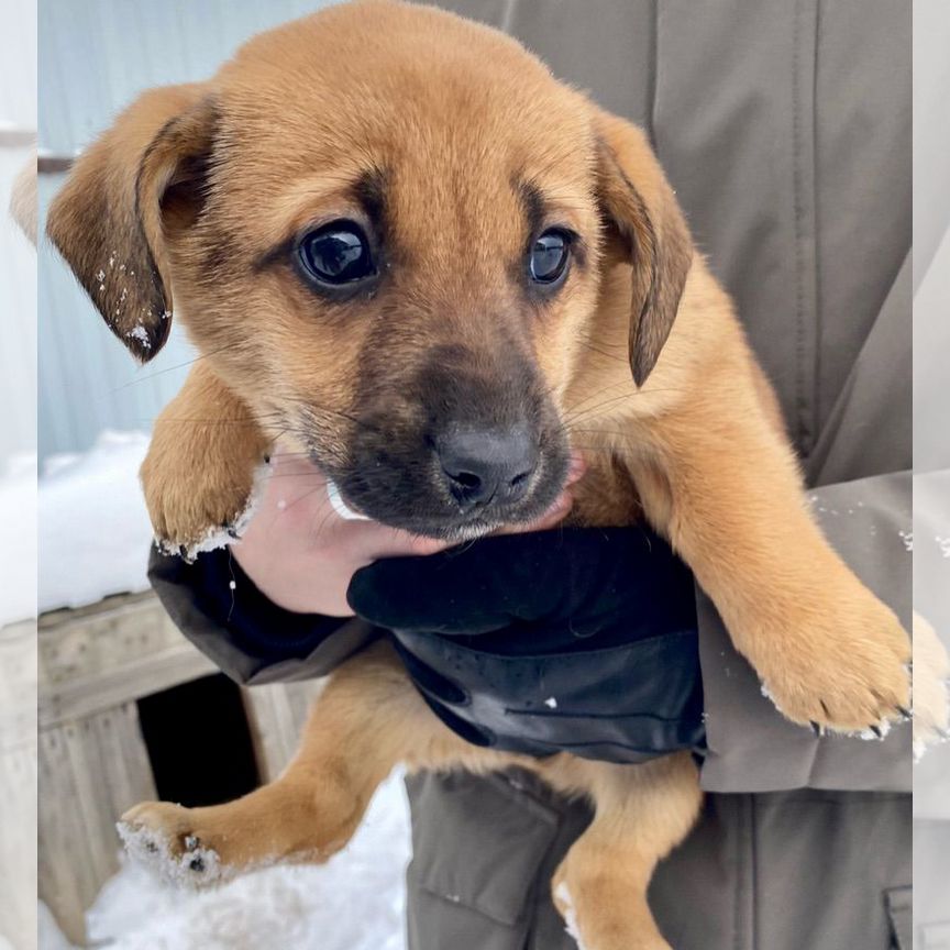 Щенок в добрые руки