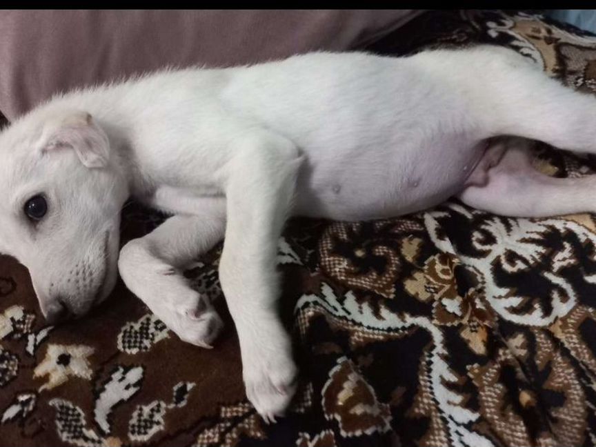 Малыш - милаш