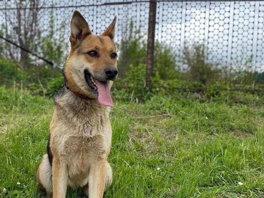 Метис овчарки в добрые руки