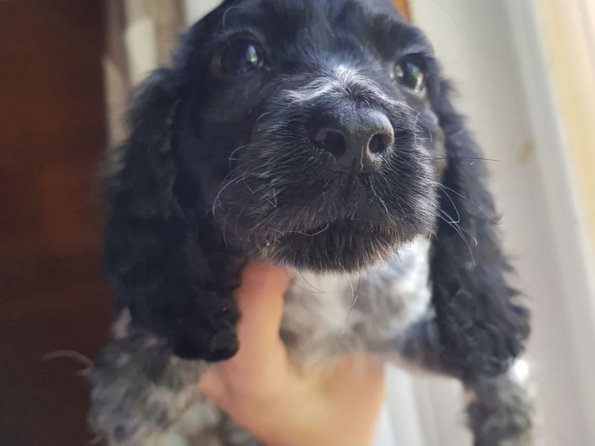 Русский охотничий спаниель